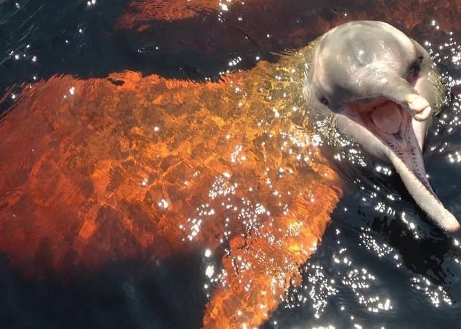 A história do boto ferido com um arpão